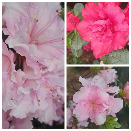 Tanglewood Nursery's sweet September - AZALEAS R55 while stocks last ...